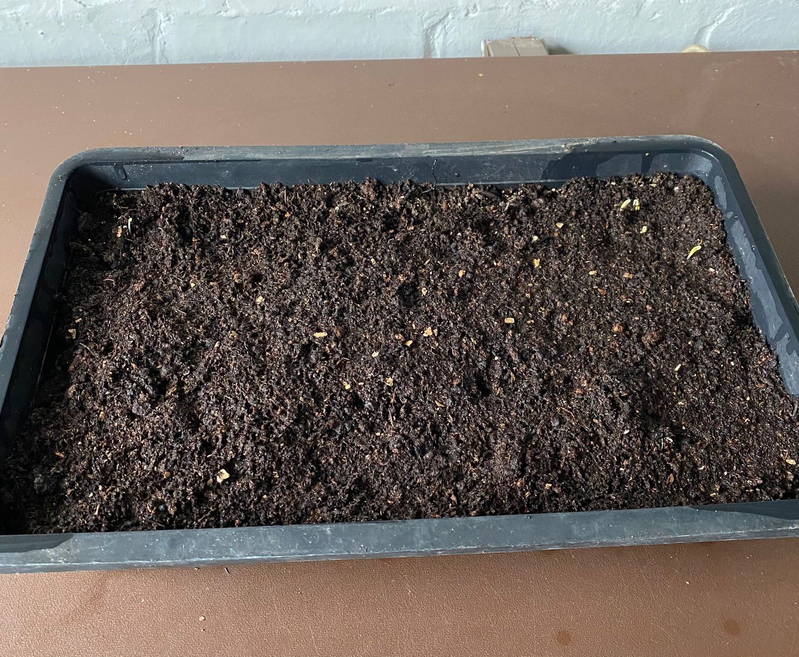 How To Grow Cosmos From Seed – Andrew In The Garden