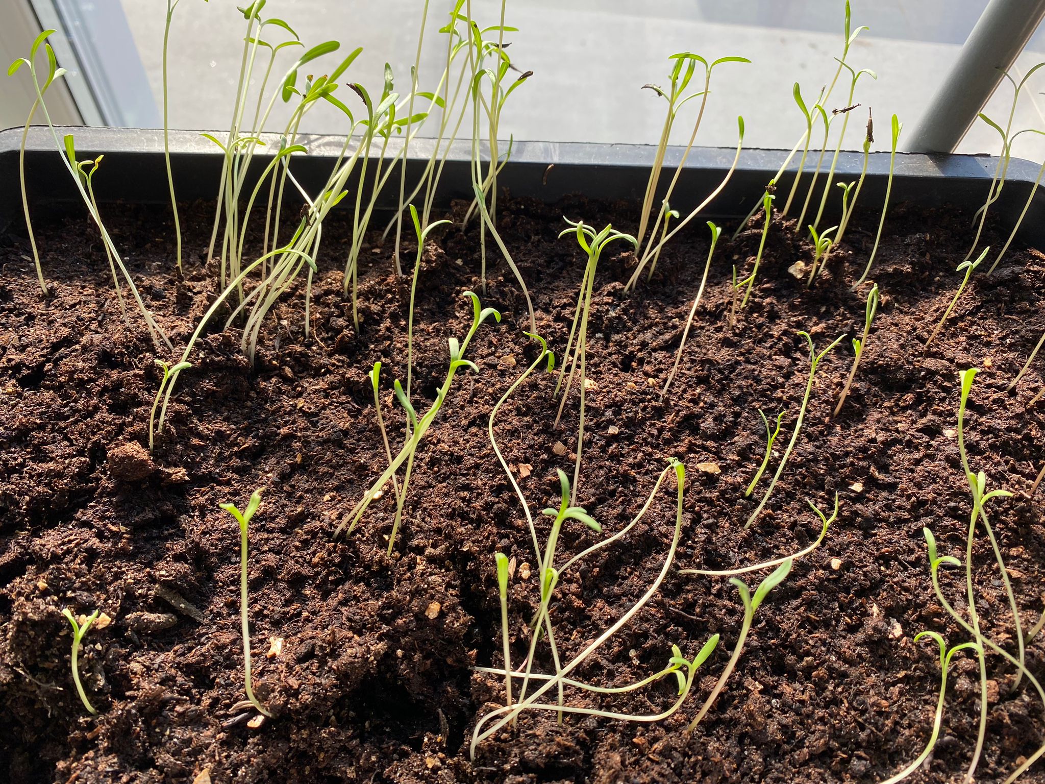 How To Grow Cosmos From Seed – Andrew In The Garden